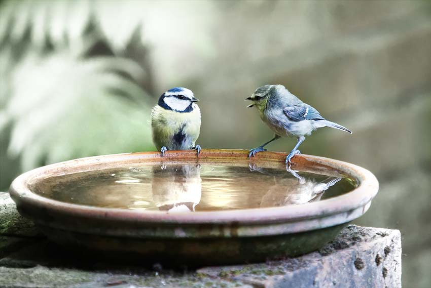 krmeni-ptaku-05 - Bílé Vánoce